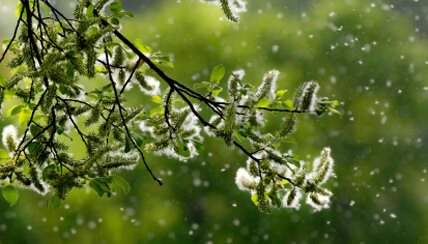 Ragweed Season: Allergy Overview, Symptoms & Treatment | National ...